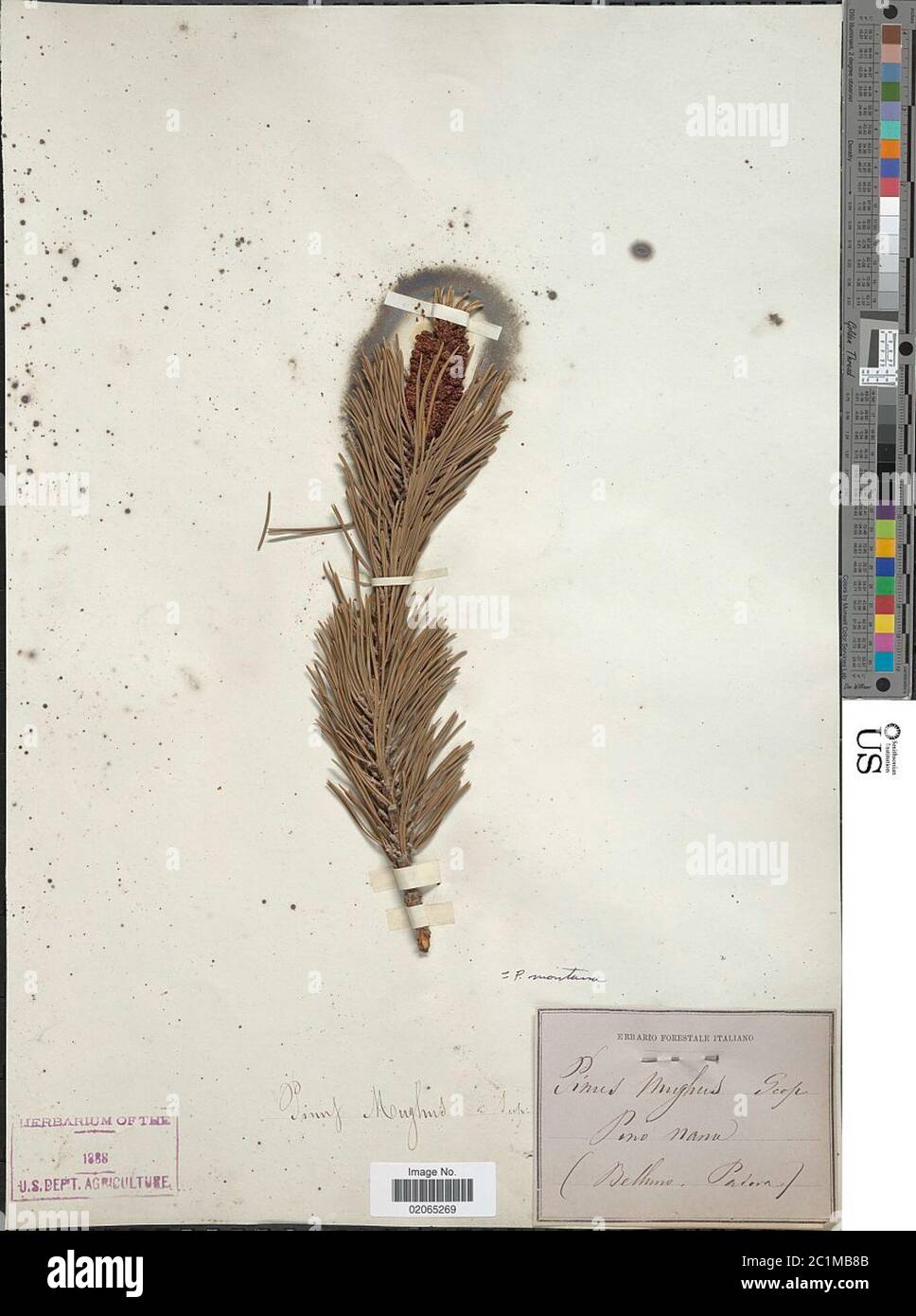 Pinus mugo Turra Pinus mugo Turra Stock Photo - Alamy