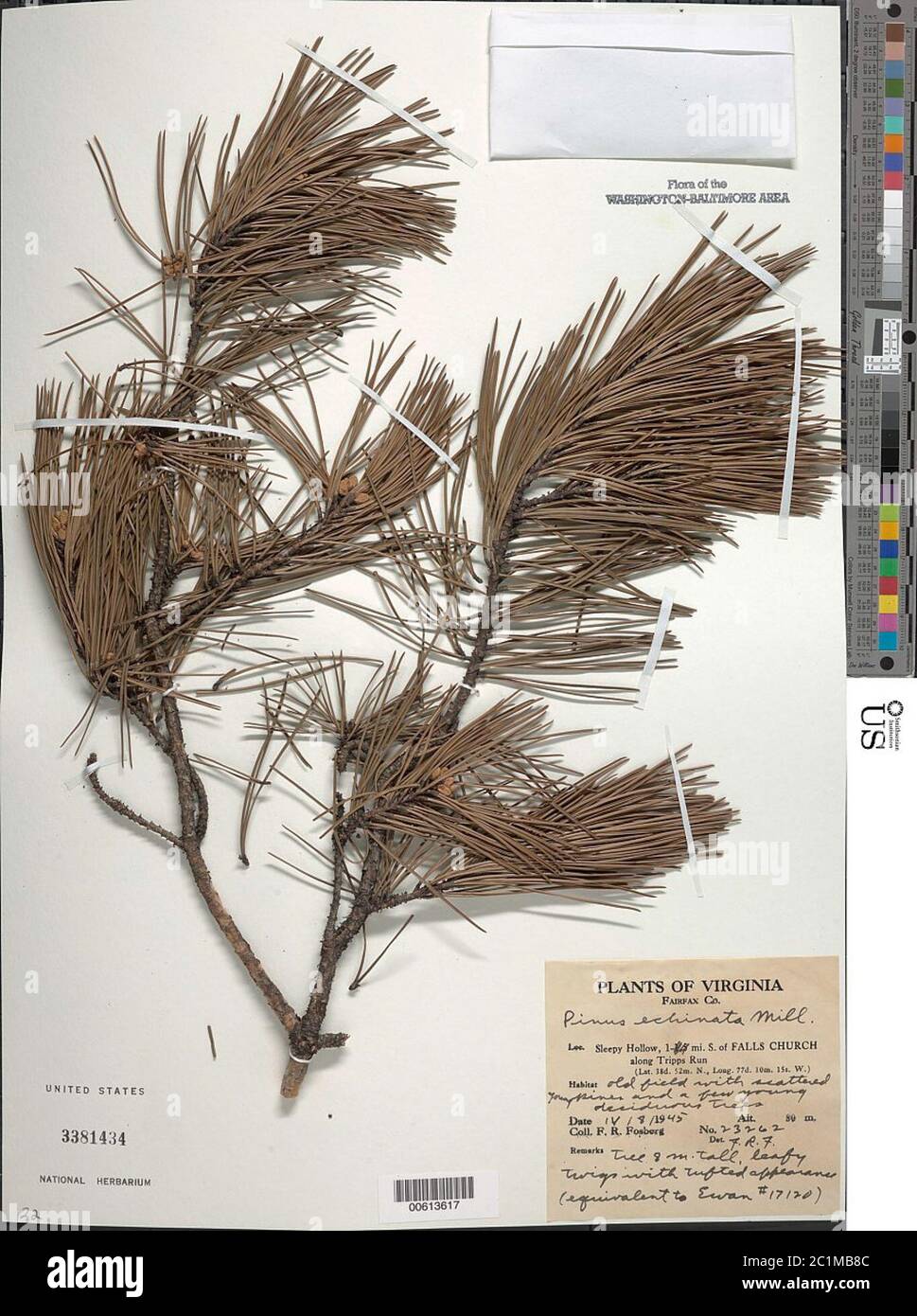 Pine cones pinus genus hi-res stock photography and images - Alamy