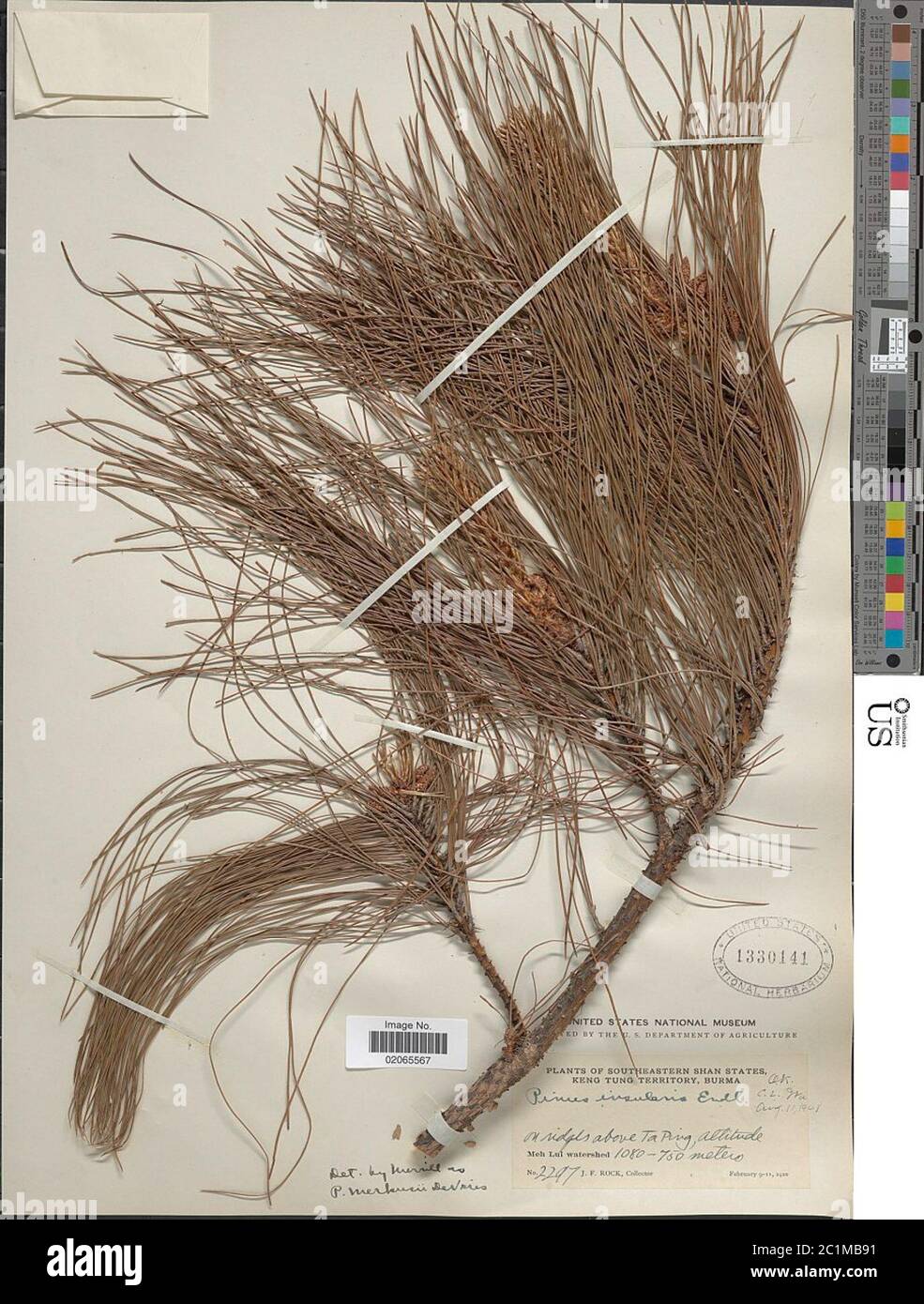 Pinus insularis hi-res stock photography and images - Alamy