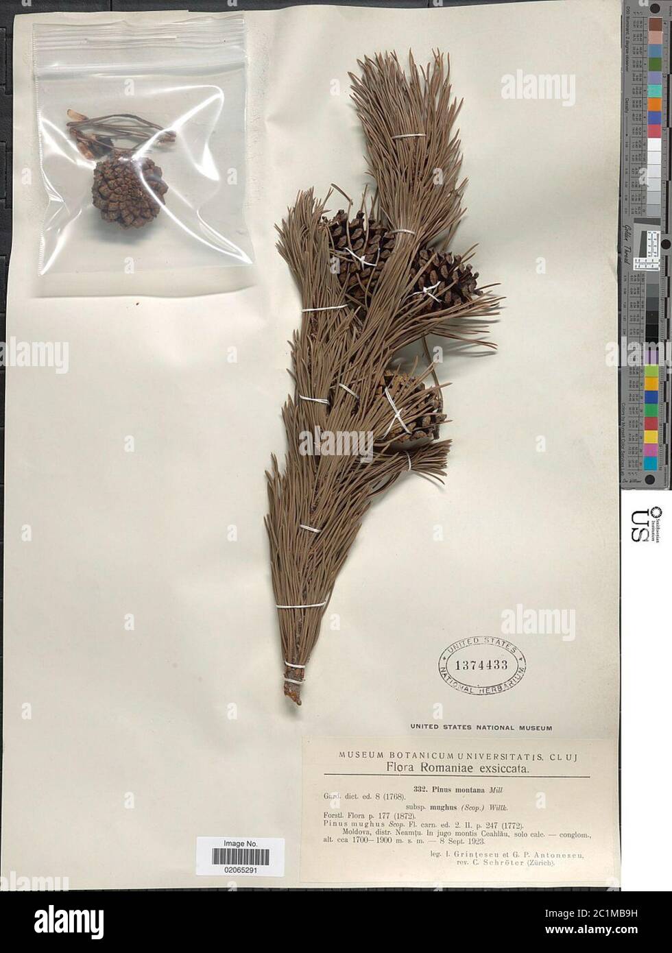 Pinus Mugo Turra High Resolution Stock Photography and Images - Alamy