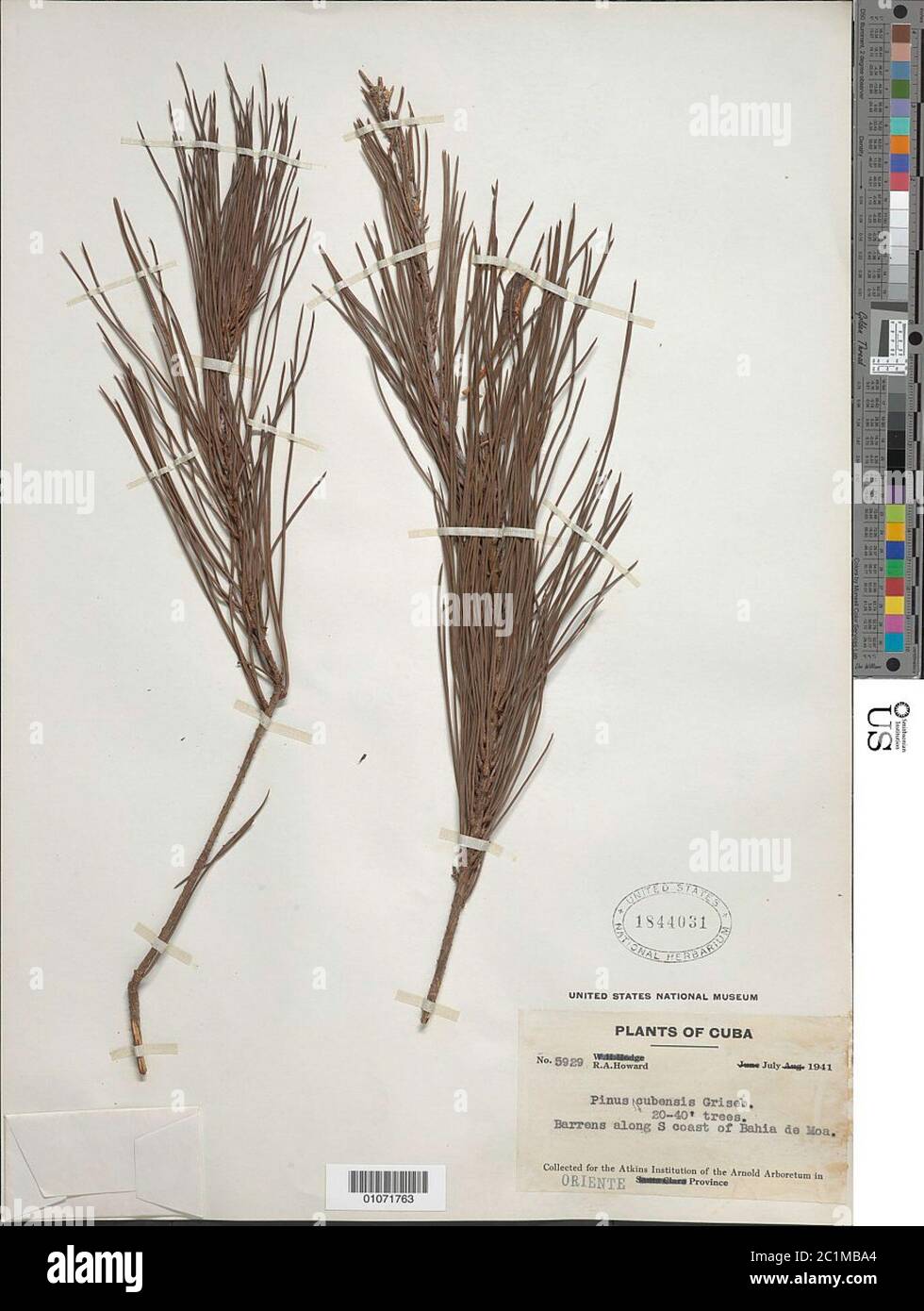 Pinus cubensis hi-res stock photography and images - Alamy