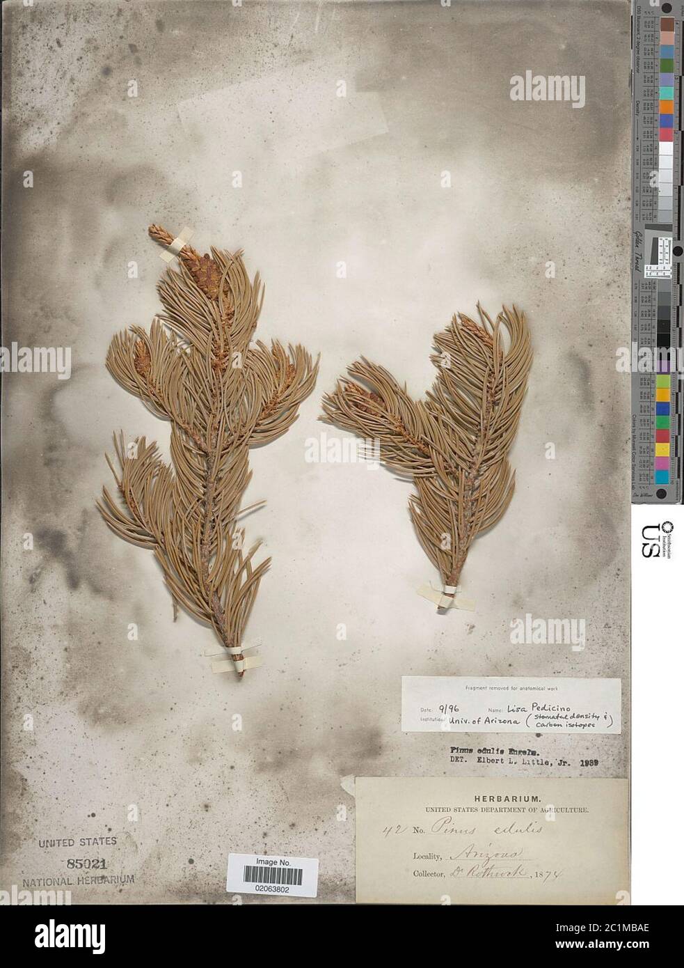 Pinyon pine tree pinus species hi-res stock photography and images - Alamy