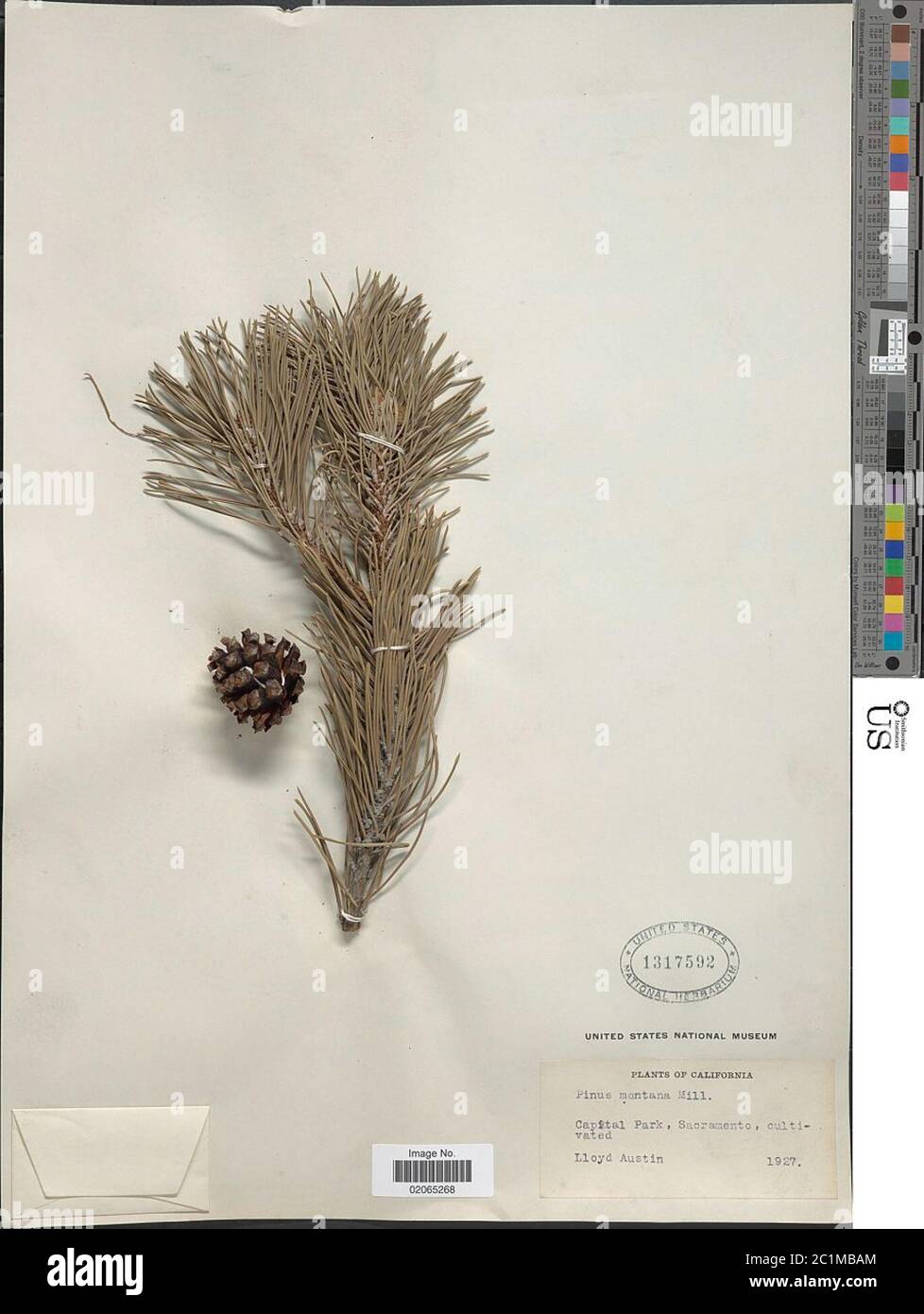 Pinus mugo Turra Pinus mugo Turra Stock Photo - Alamy