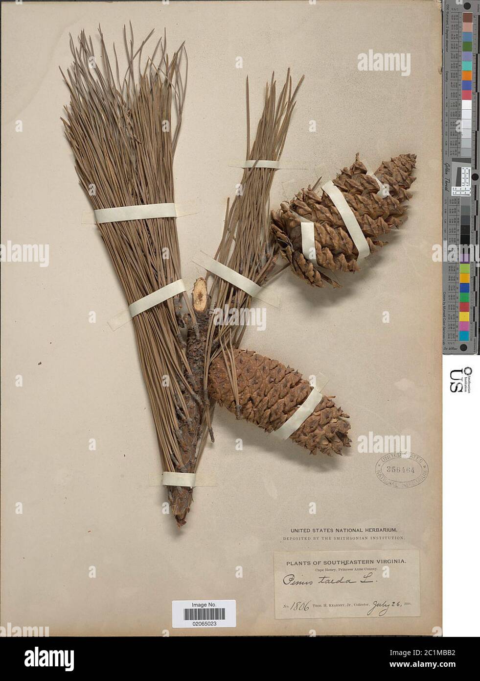 Pinus taeda L Pinus taeda L Stock Photo - Alamy