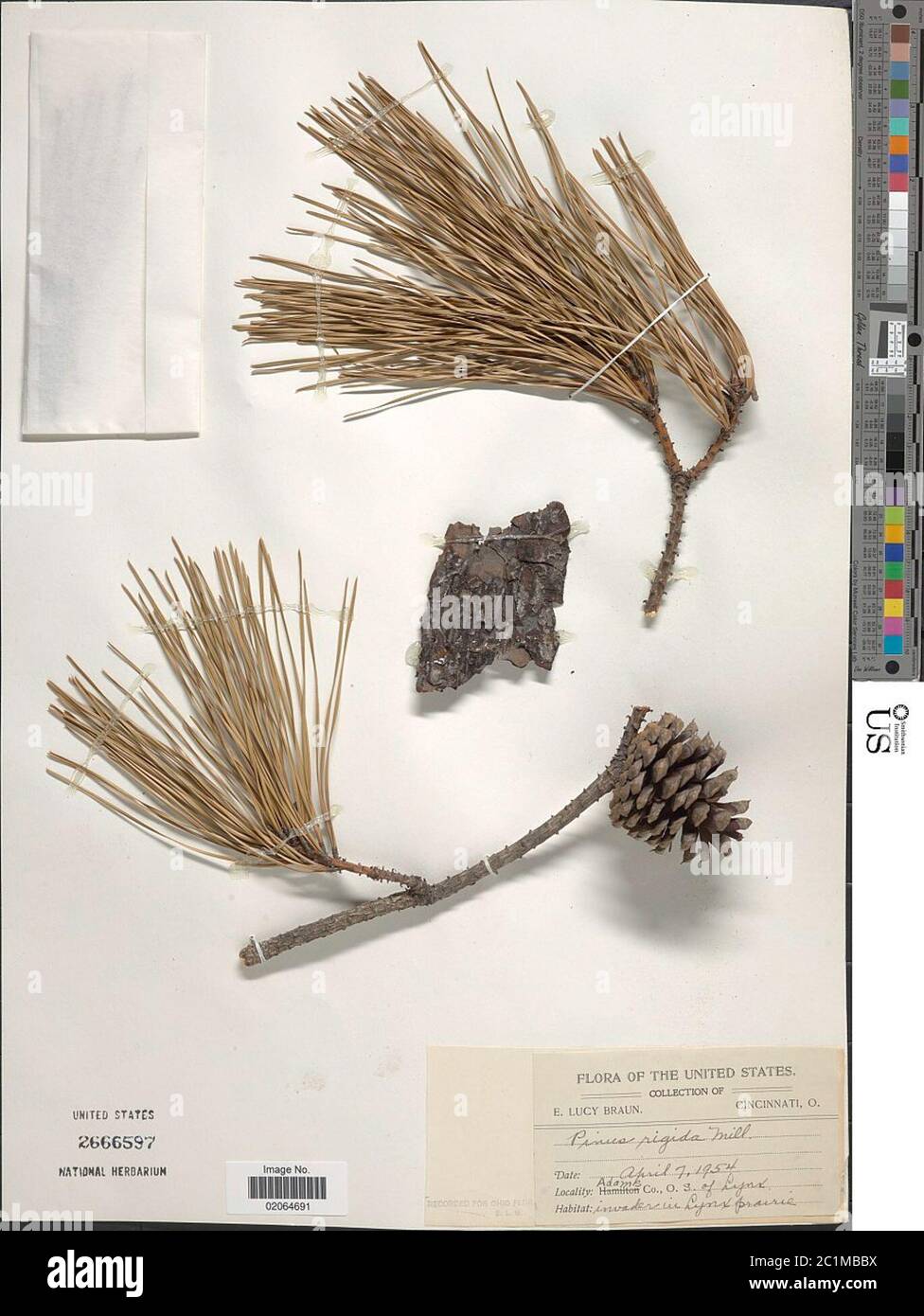 Pinus rigida Mill Pinus rigida Mill Stock Photo - Alamy