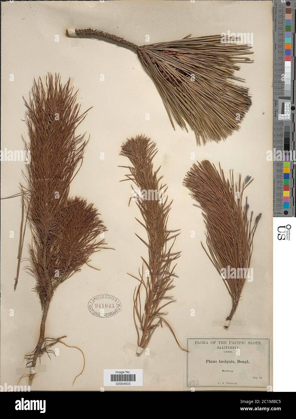 Pinus radiata Pinus radiata Stock Photo - Alamy