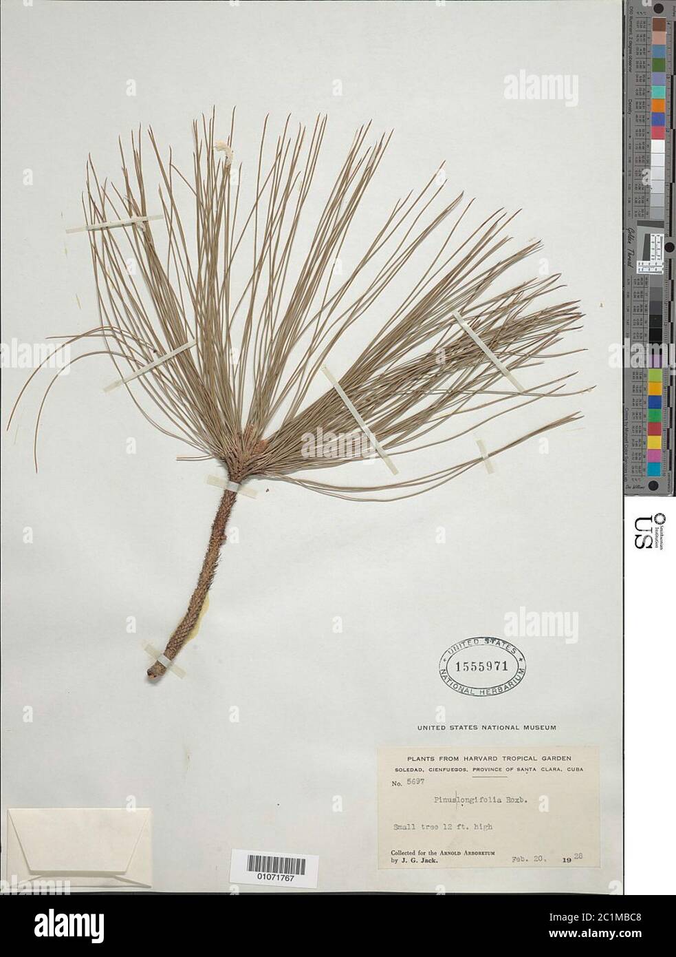 Pinus longifolia Pinus longifolia Stock Photo - Alamy