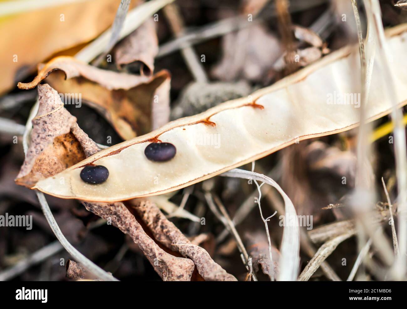 seeds of a tree Stock Photo - Alamy