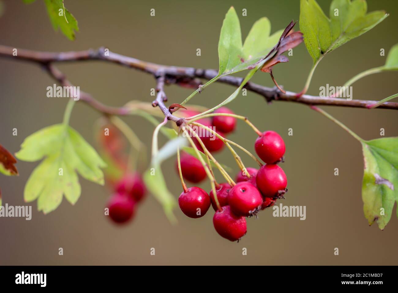 Red fruit hi-res stock photography and images - Alamy
