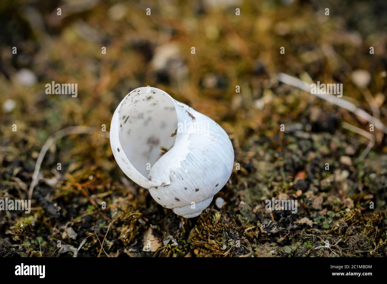 Shell structure hi-res stock photography and images - Alamy