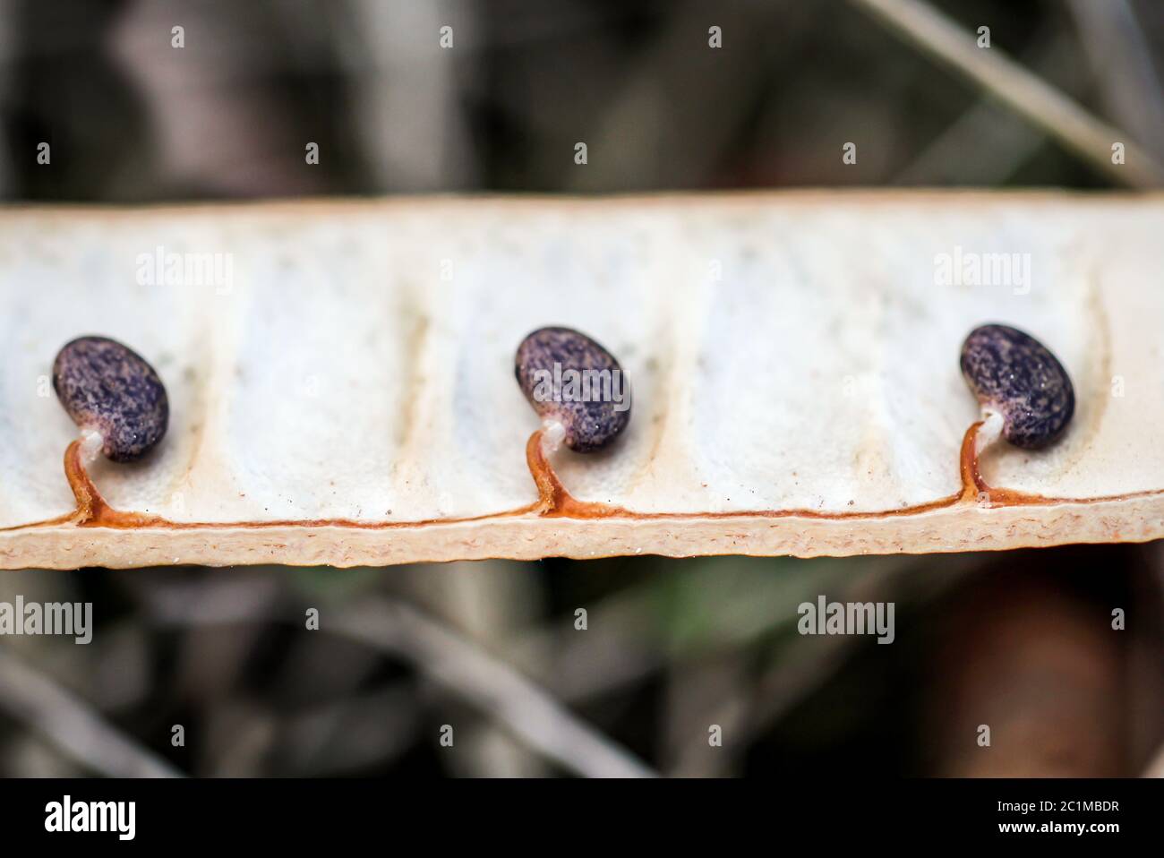 seeds of a tree Stock Photo - Alamy