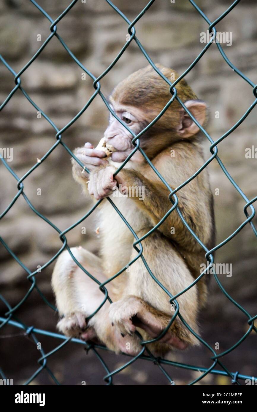 portrait of a baby monkey Stock Photo - Alamy