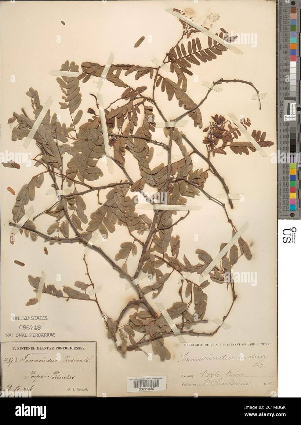 Tamarindus indica L Tamarindus indica L Stock Photo - Alamy