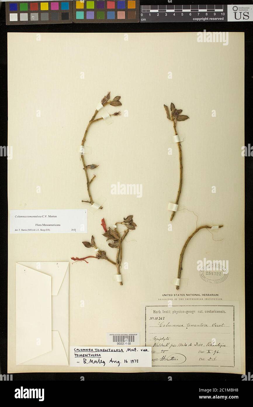 Columnea tomentulosa CV Morton Columnea tomentulosa CV Morton Stock ...