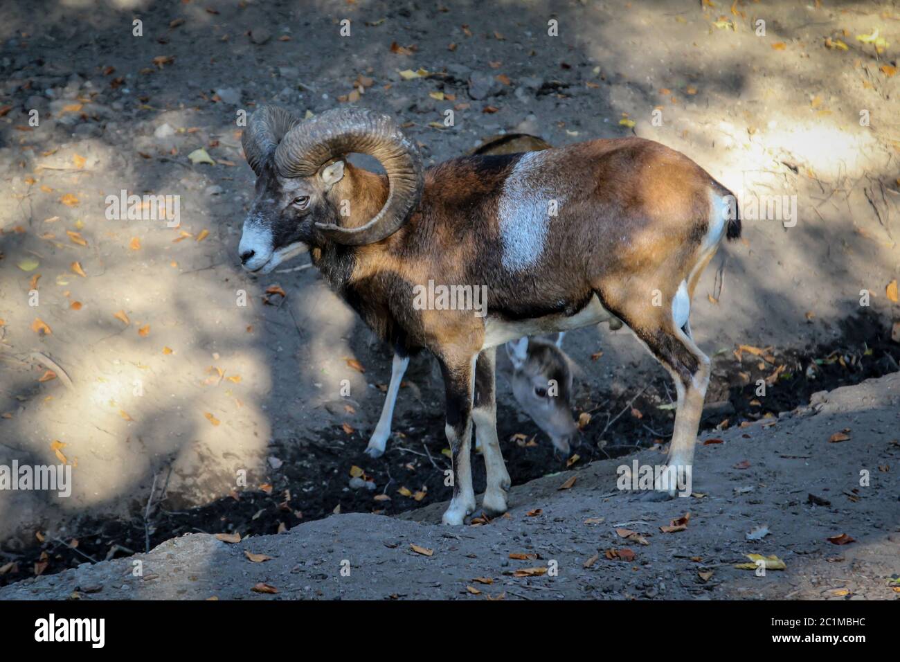 Majestic mountain goat hi-res stock photography and images - Alamy