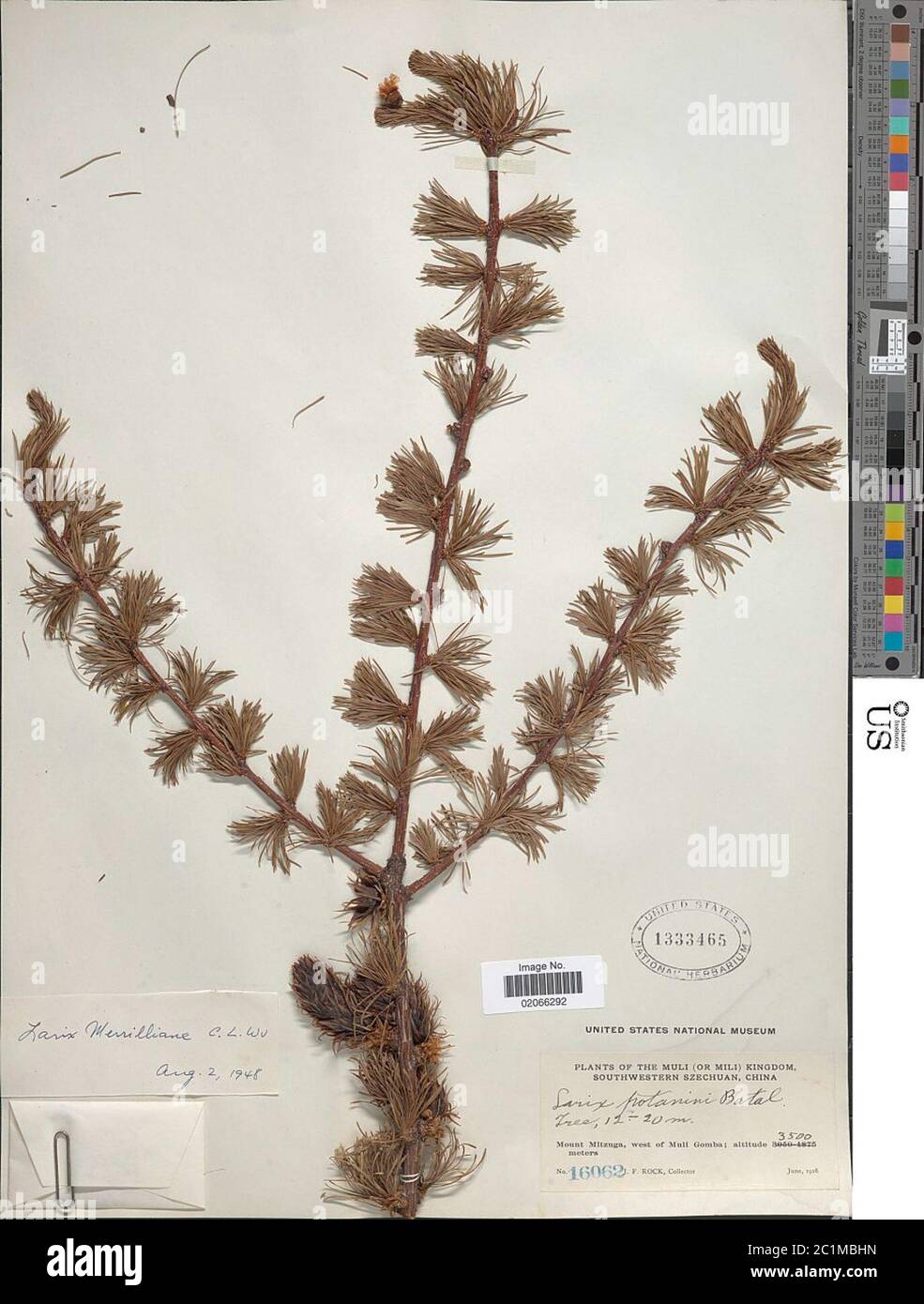 Merrilliana hi-res stock photography and images - Alamy