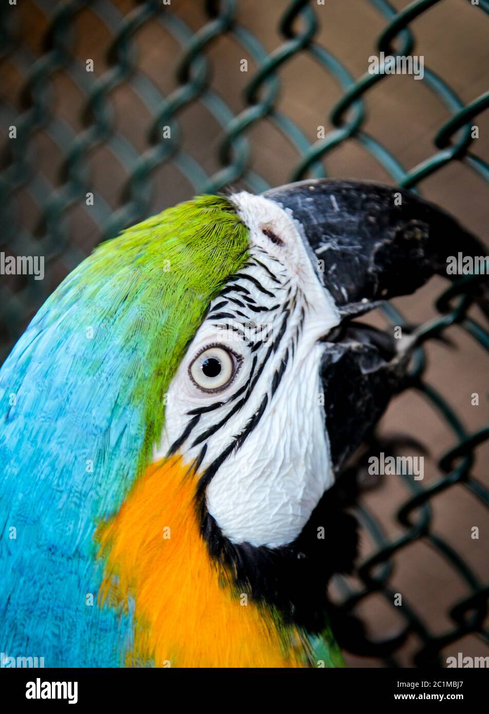 Portrait of a Yellowstar, Ararauna, Papagai Stock Photo - Alamy
