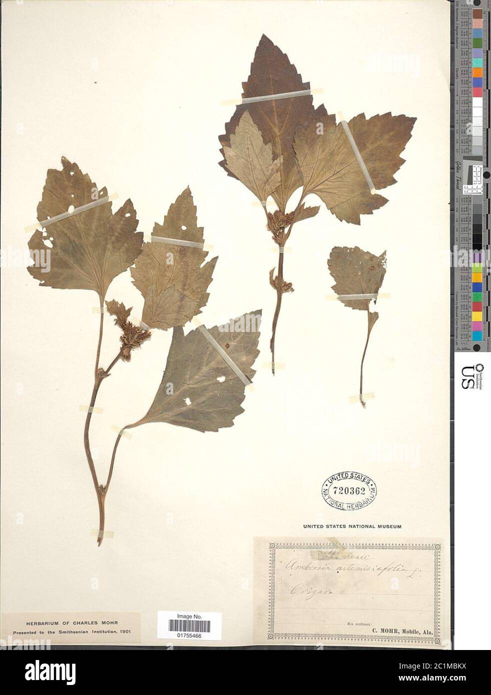 Xanthium sp hi-res stock photography and images - Alamy