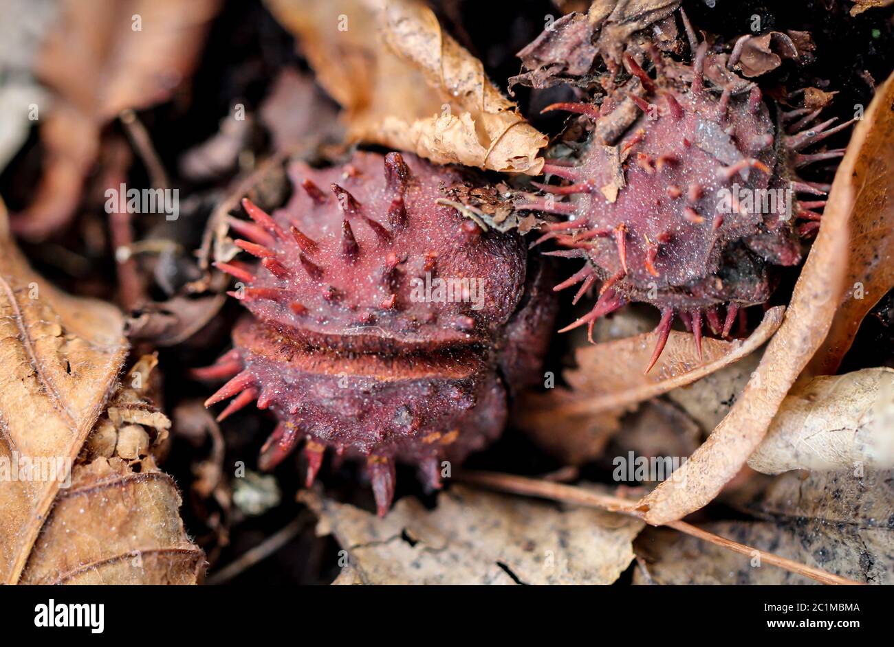 Thanksgiving food collection autumn hi-res stock photography and images ...