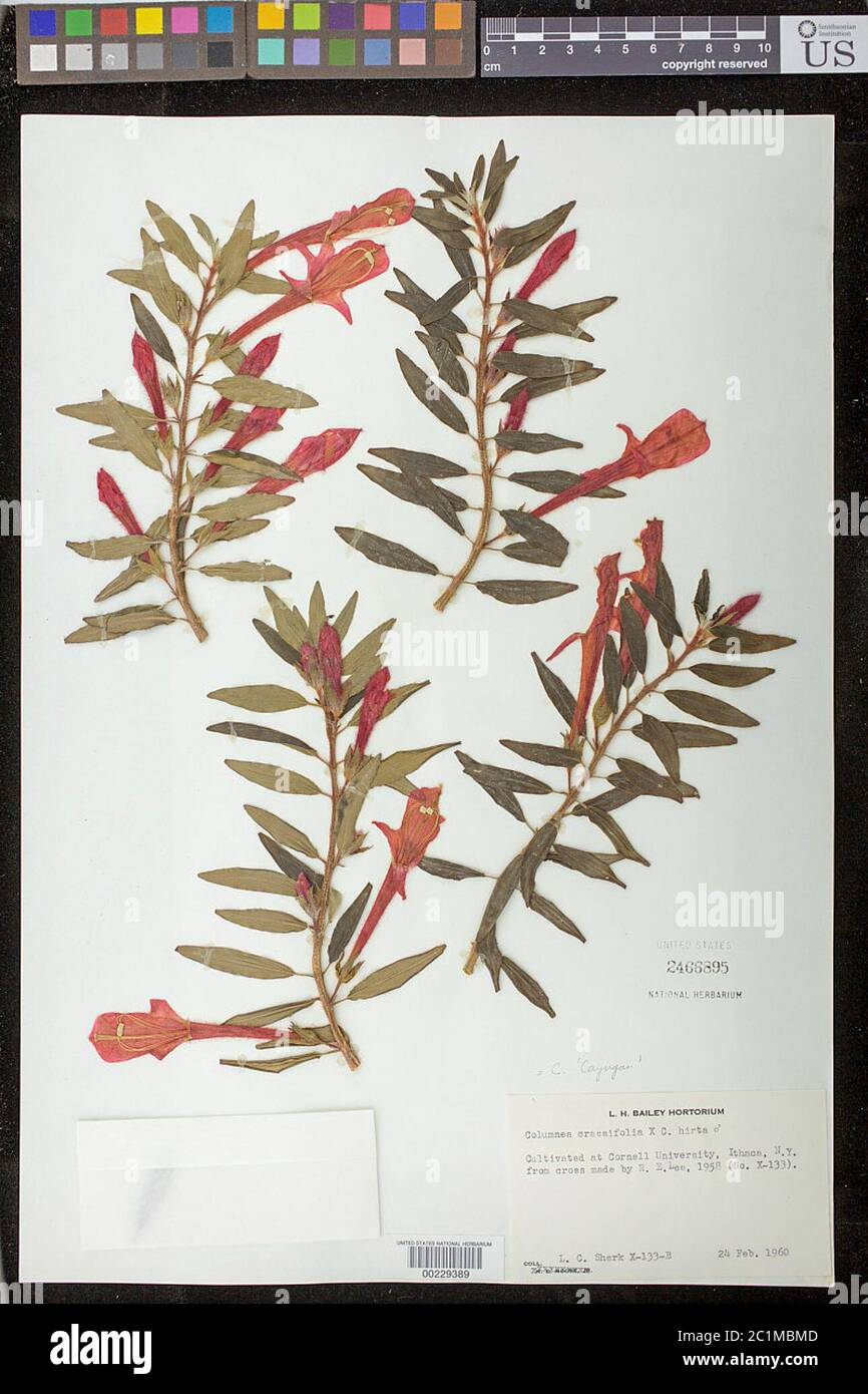 Columnea Cayugan Columnea Cayugan Stock Photo - Alamy
