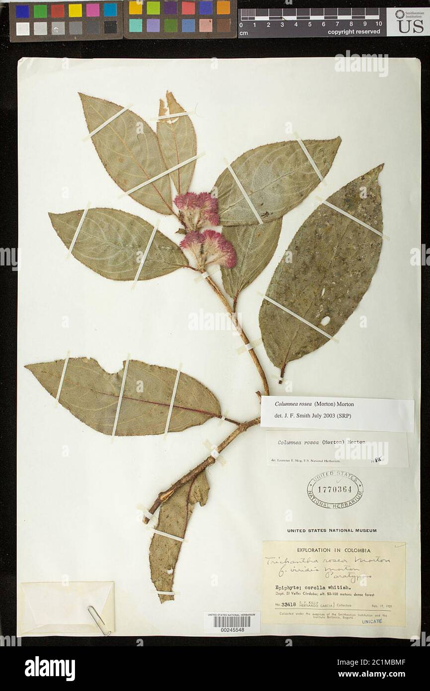 Columnea rosea CV Morton CV Morton Columnea rosea CV Morton CV Morton ...