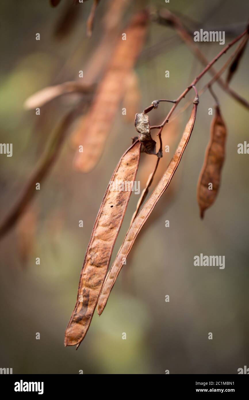 seeds of a tree Stock Photo - Alamy