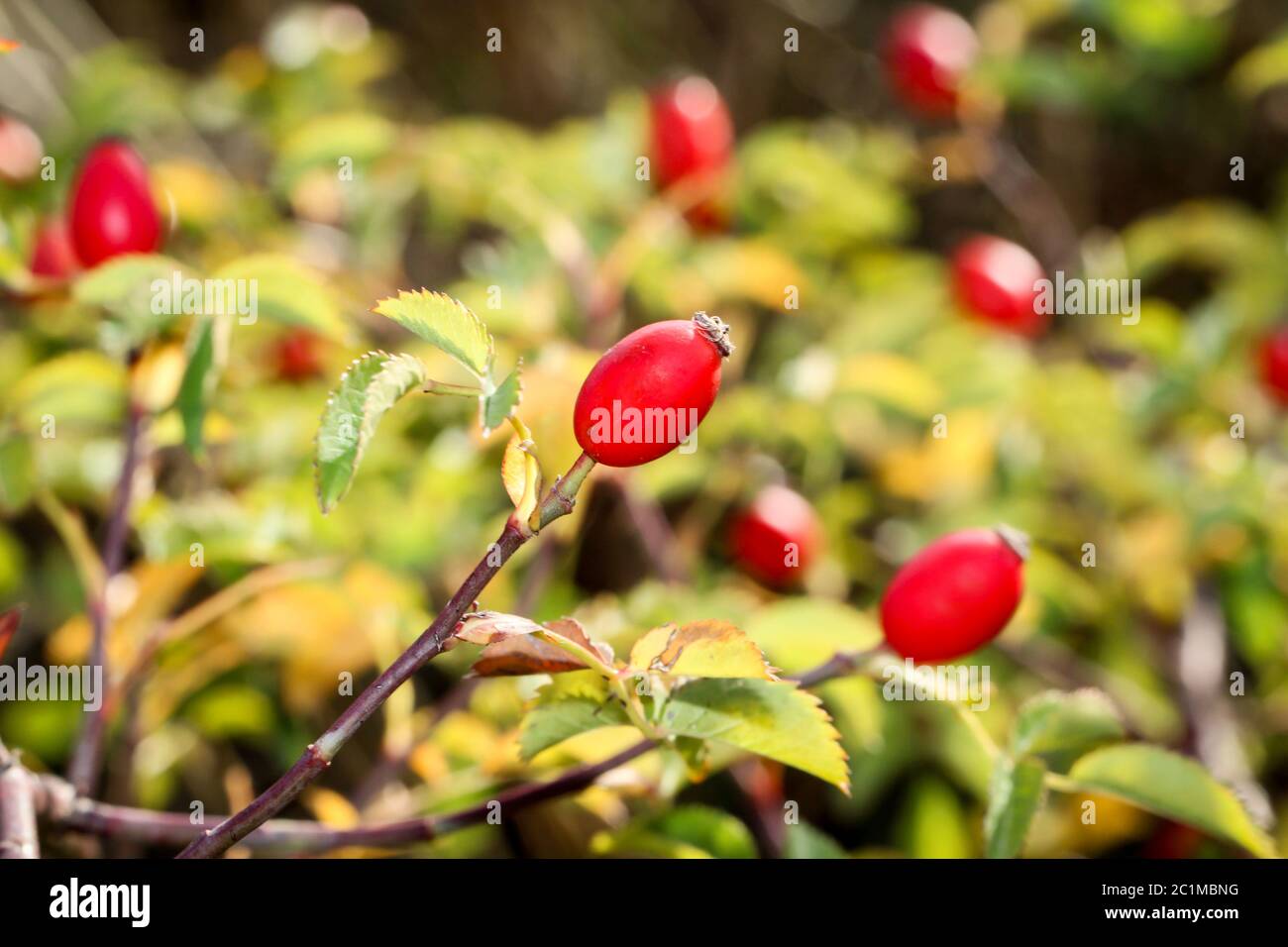 Red fruit hi-res stock photography and images - Alamy
