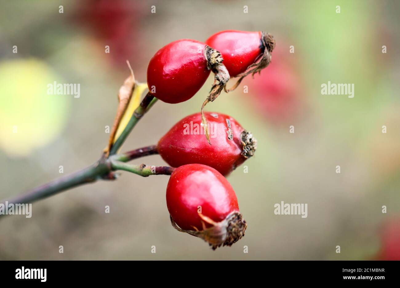 Red fruit hi-res stock photography and images - Alamy