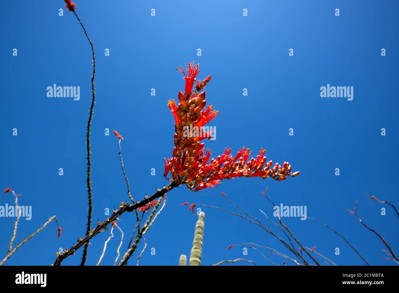 Ocotillo, flower in April, Sonoran Desert, Coronado National Forest ...