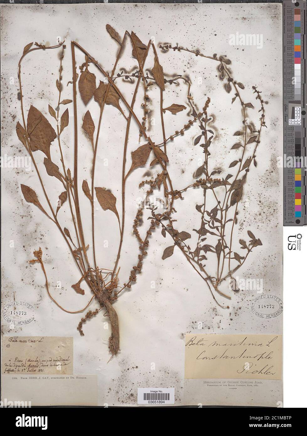 Beta maritima L Beta maritima L Stock Photo - Alamy