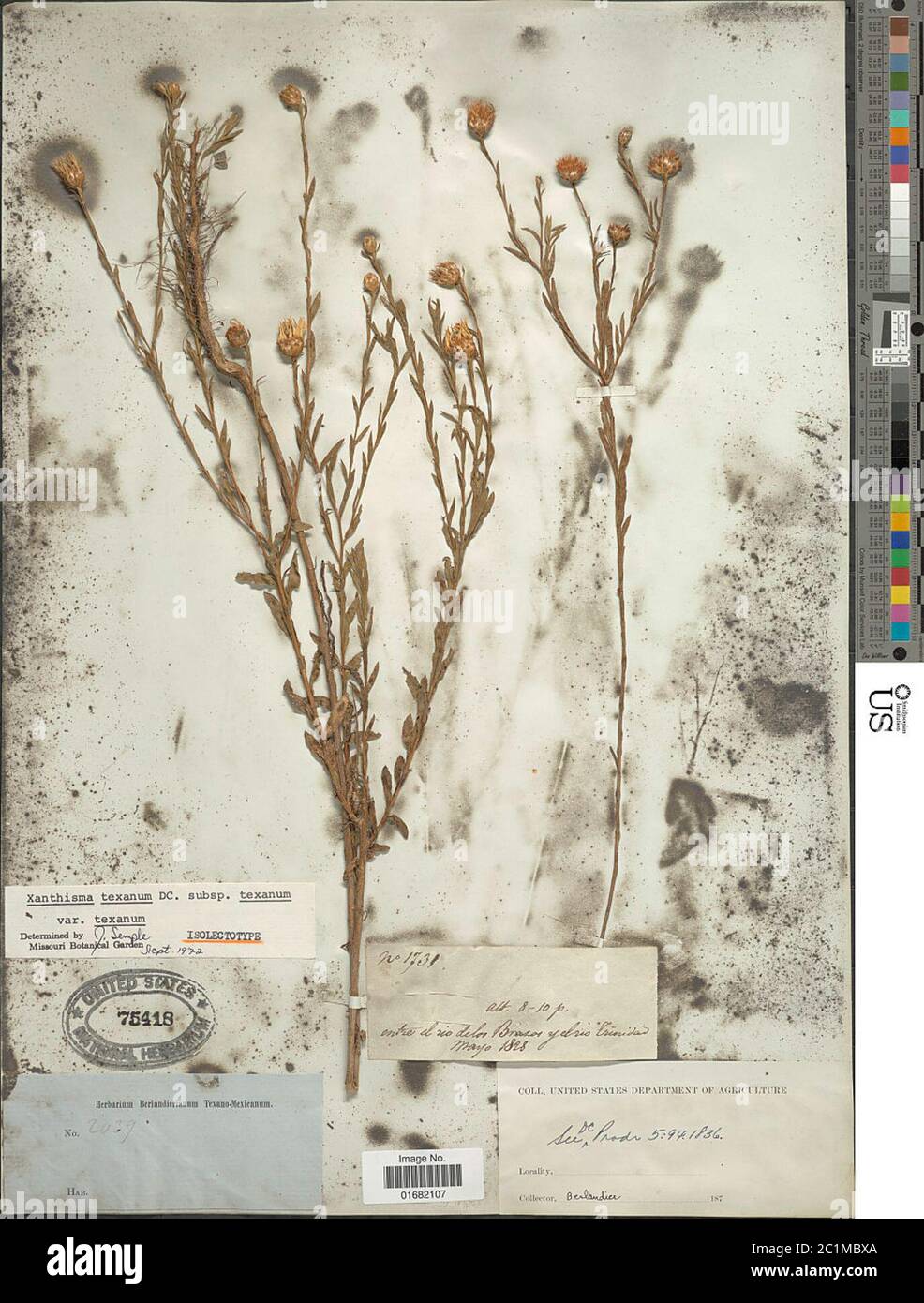 Xanthisma hi-res stock photography and images - Alamy