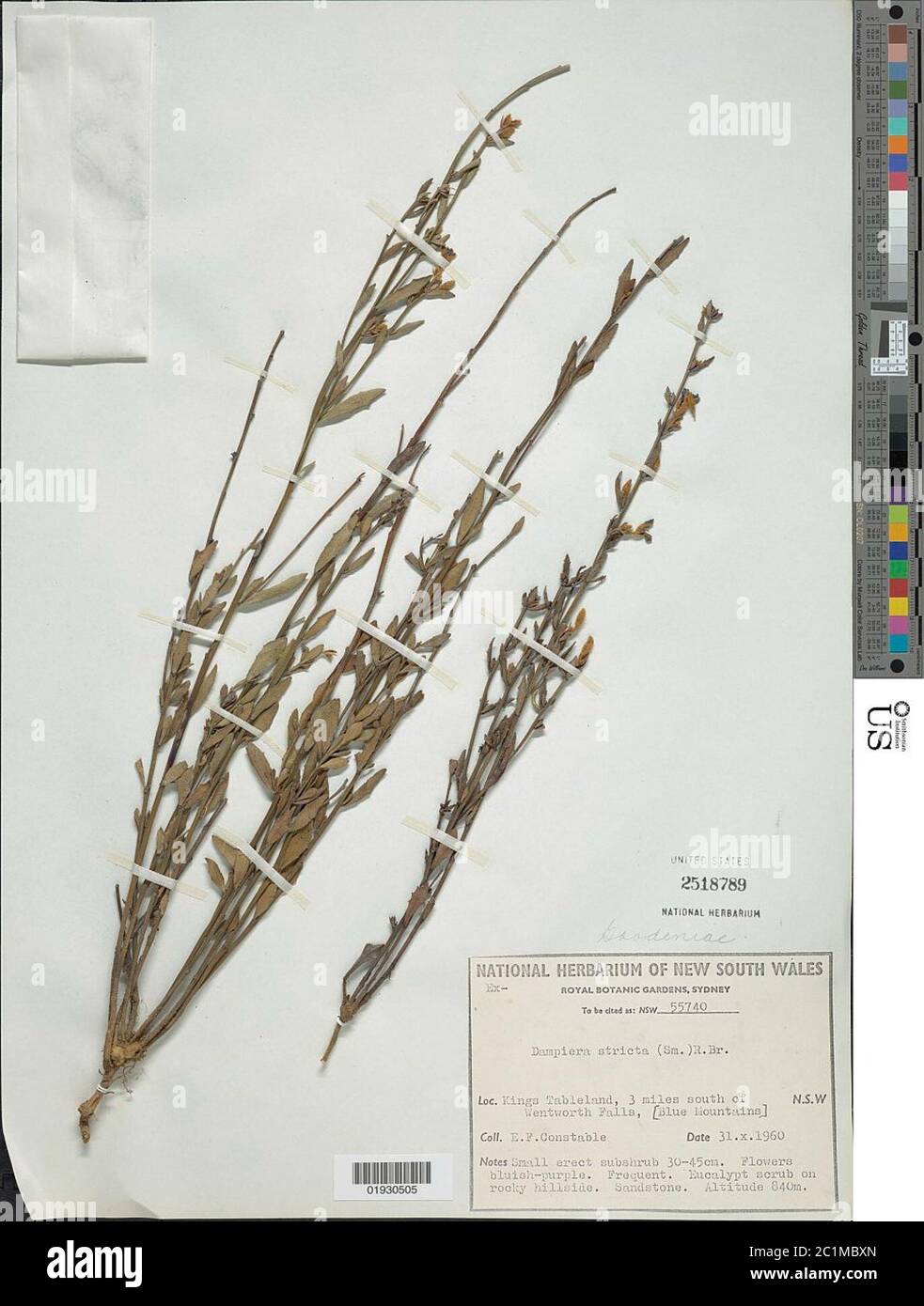 Dampiera hi-res stock photography and images - Alamy