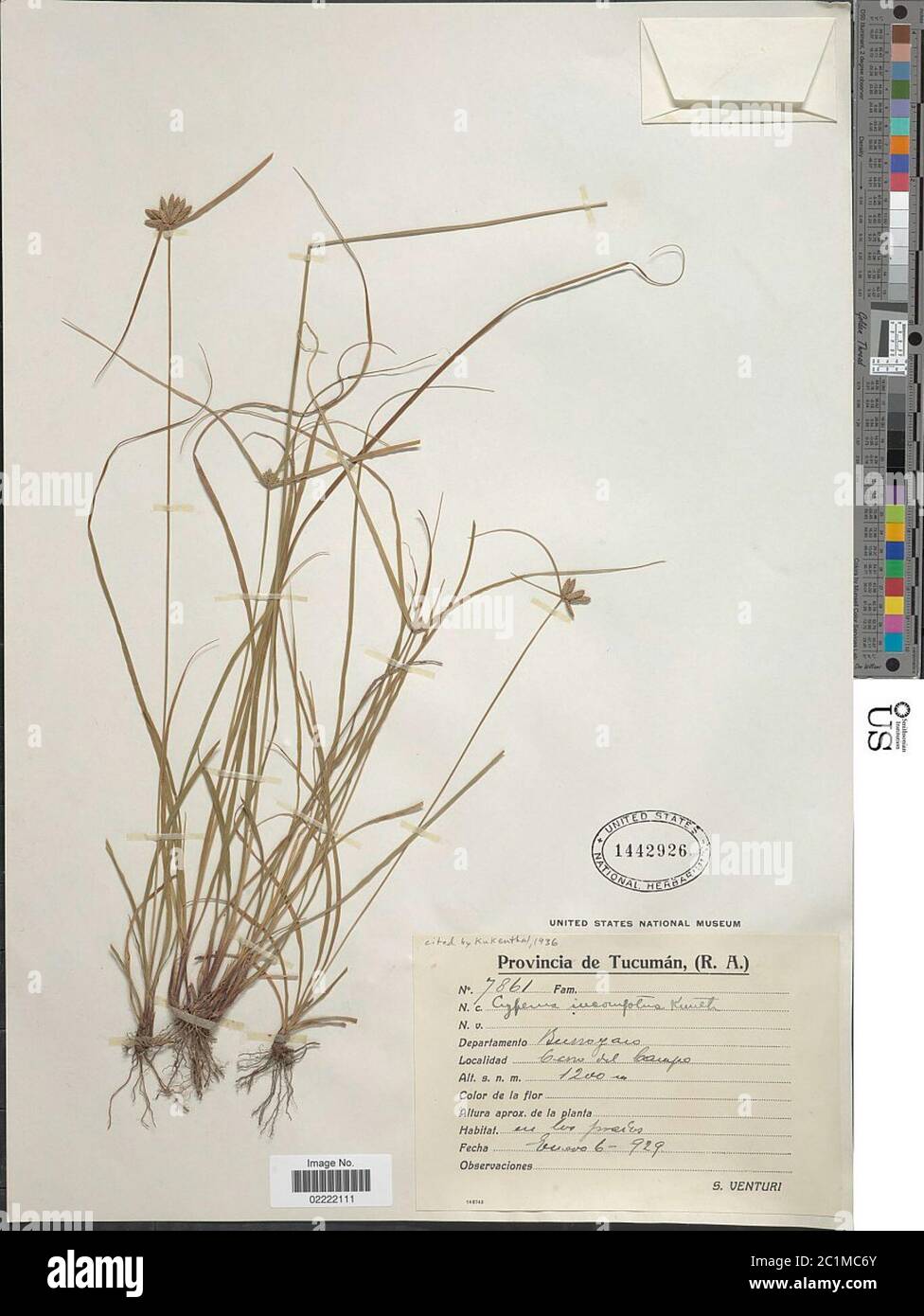 Cyperus incomtus Cyperus incomtus Stock Photo - Alamy