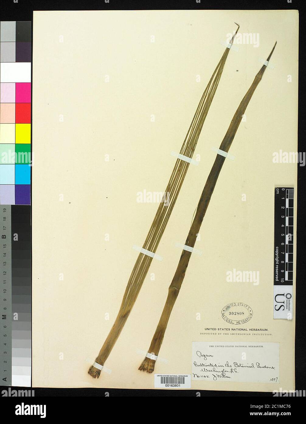 Genus agave hi-res stock photography and images - Alamy