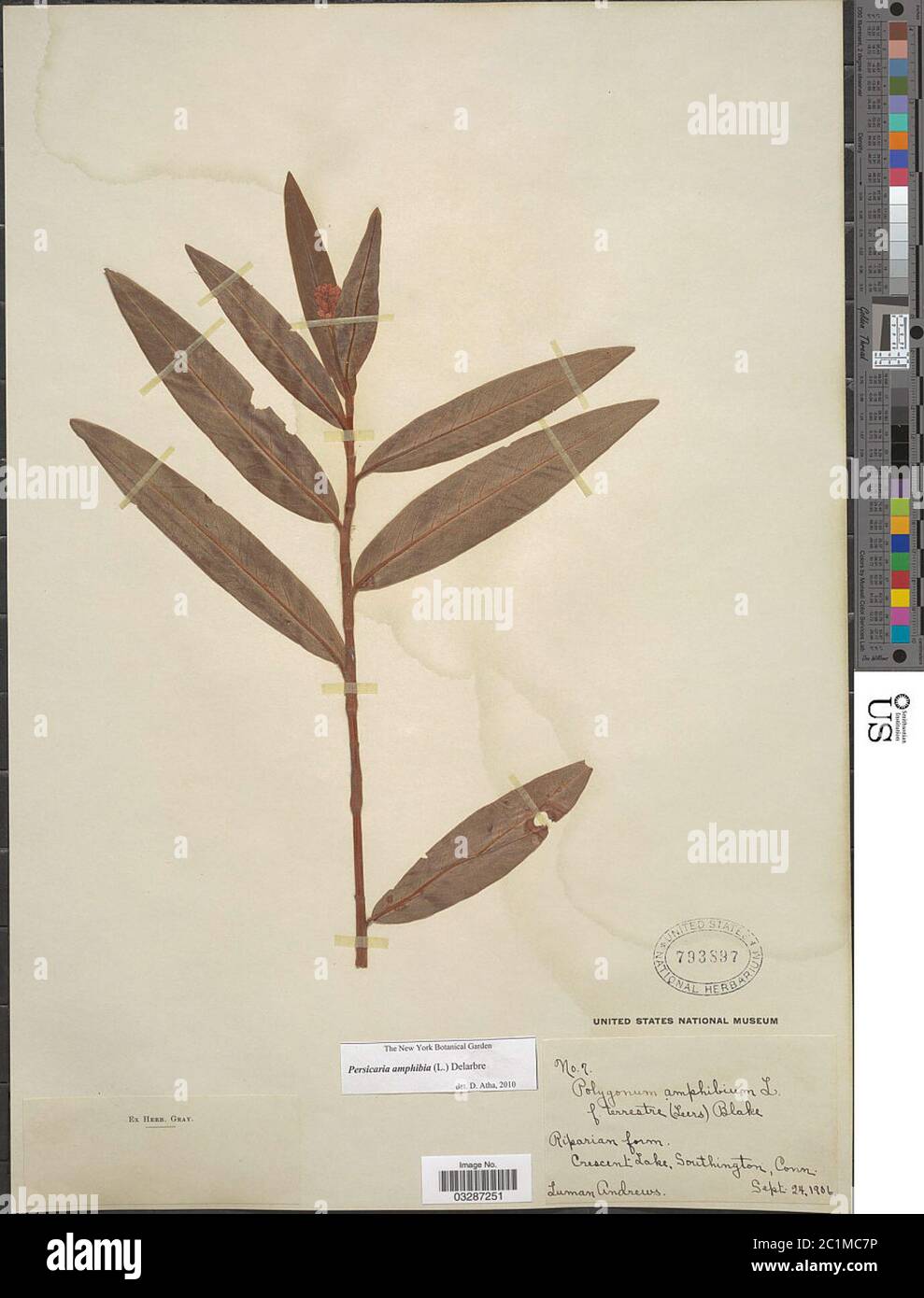 Polygonum amphibium L Polygonum amphibium L Stock Photo - Alamy