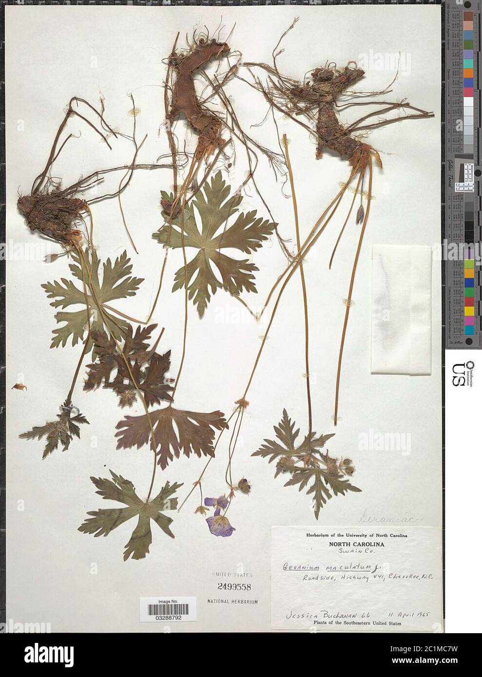 Spotted geranium leaves hi-res stock photography and images - Alamy