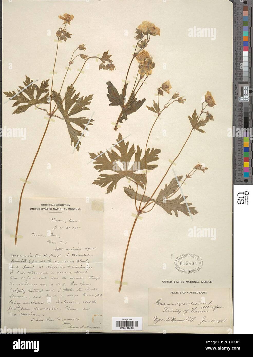 Geranium maculatum L Geranium maculatum L Stock Photo - Alamy