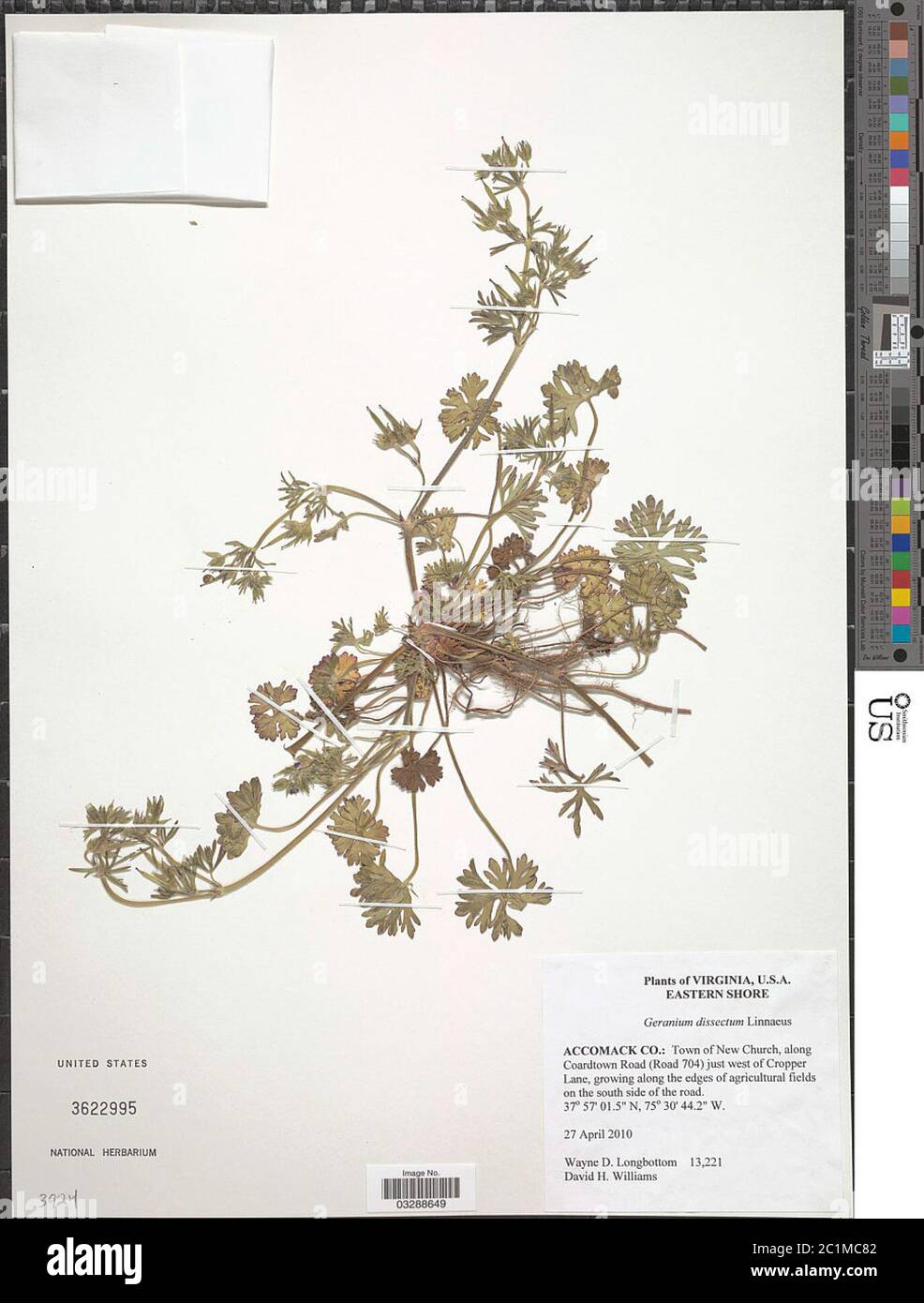 Geranium dissectum L Geranium dissectum L Stock Photo - Alamy