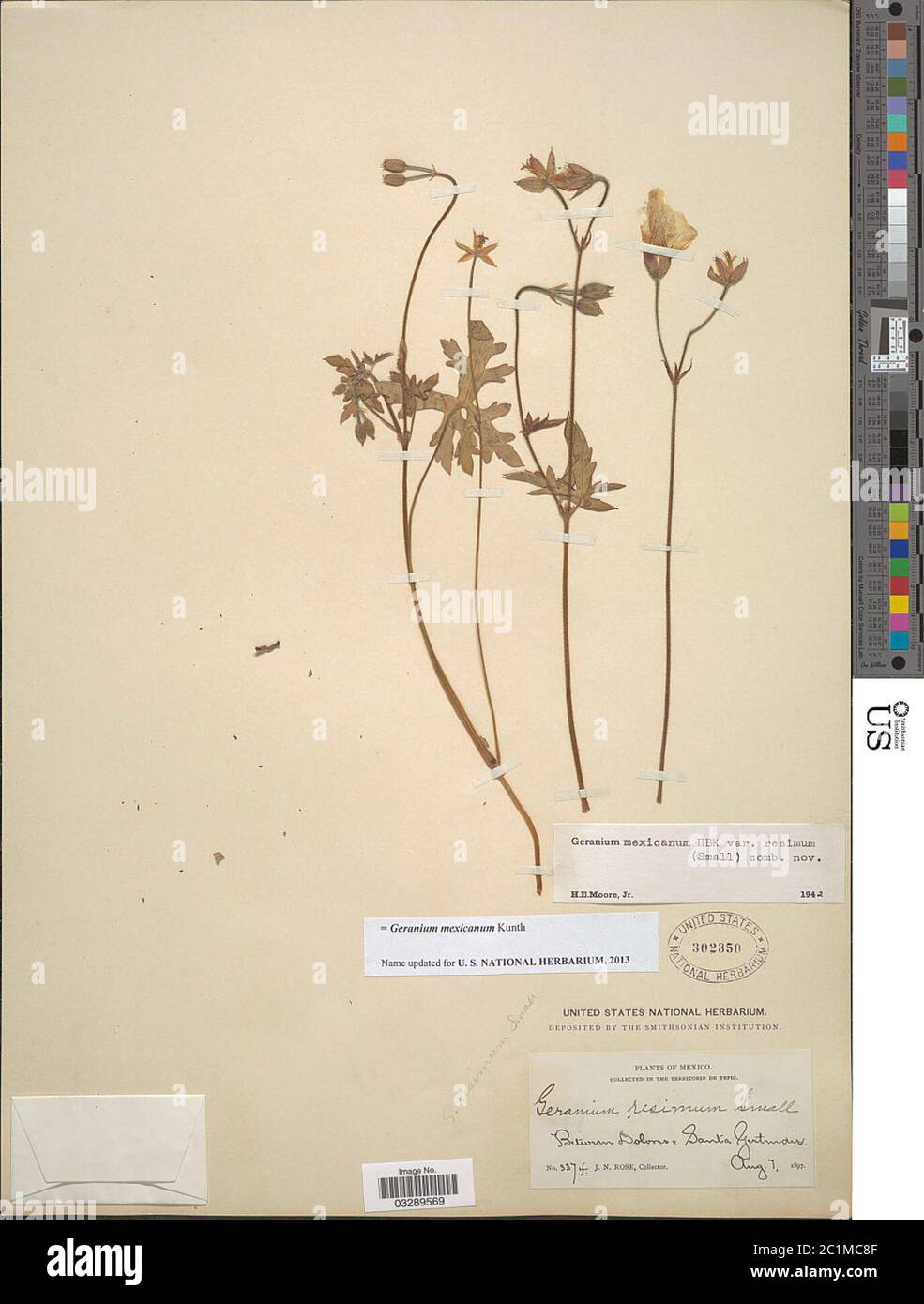 Geranium mexicanum Kunth Geranium mexicanum Kunth Stock Photo - Alamy