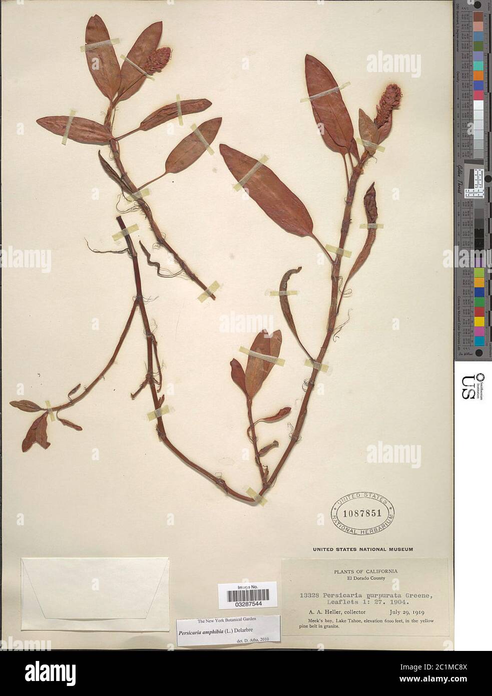 Polygonum amphibium L Polygonum amphibium L Stock Photo - Alamy