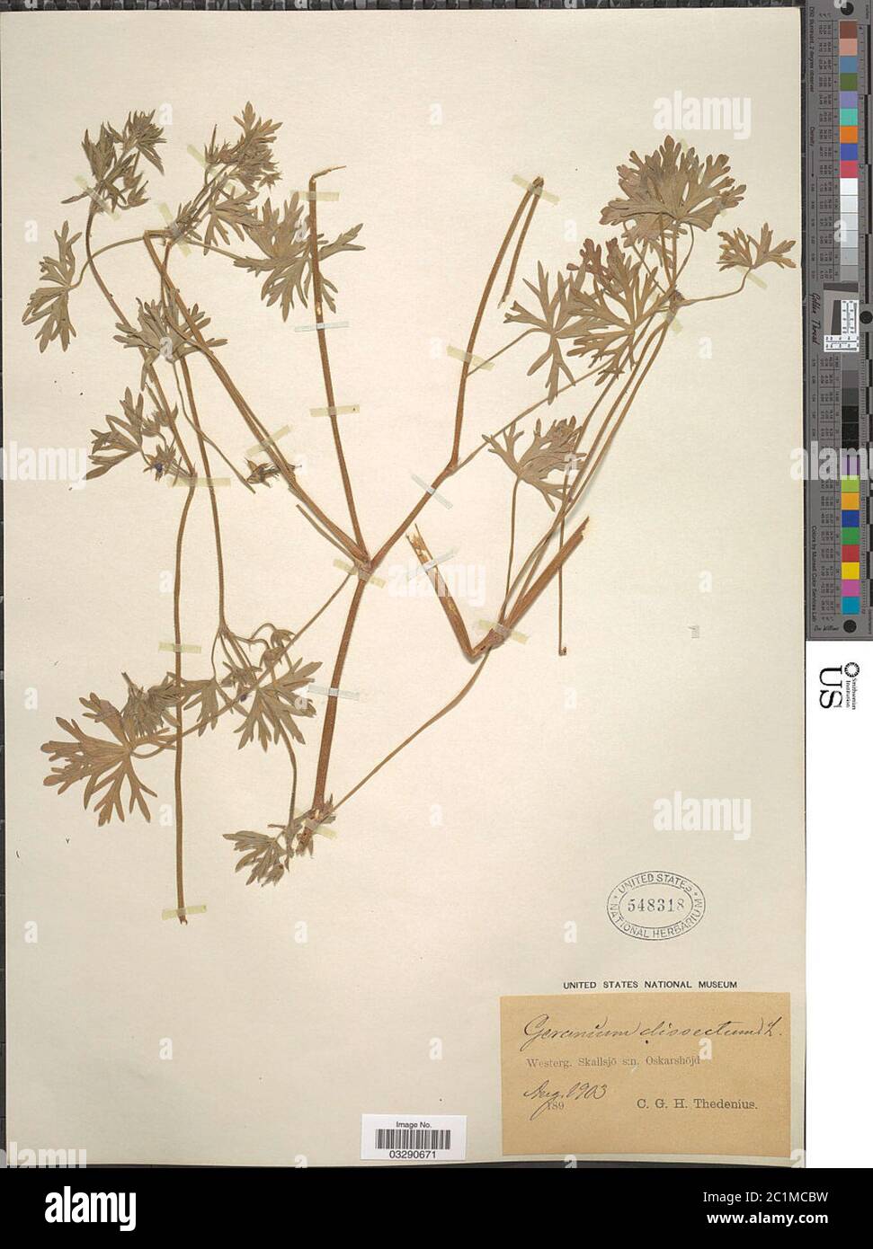 Geranium dissectum L Geranium dissectum L Stock Photo - Alamy