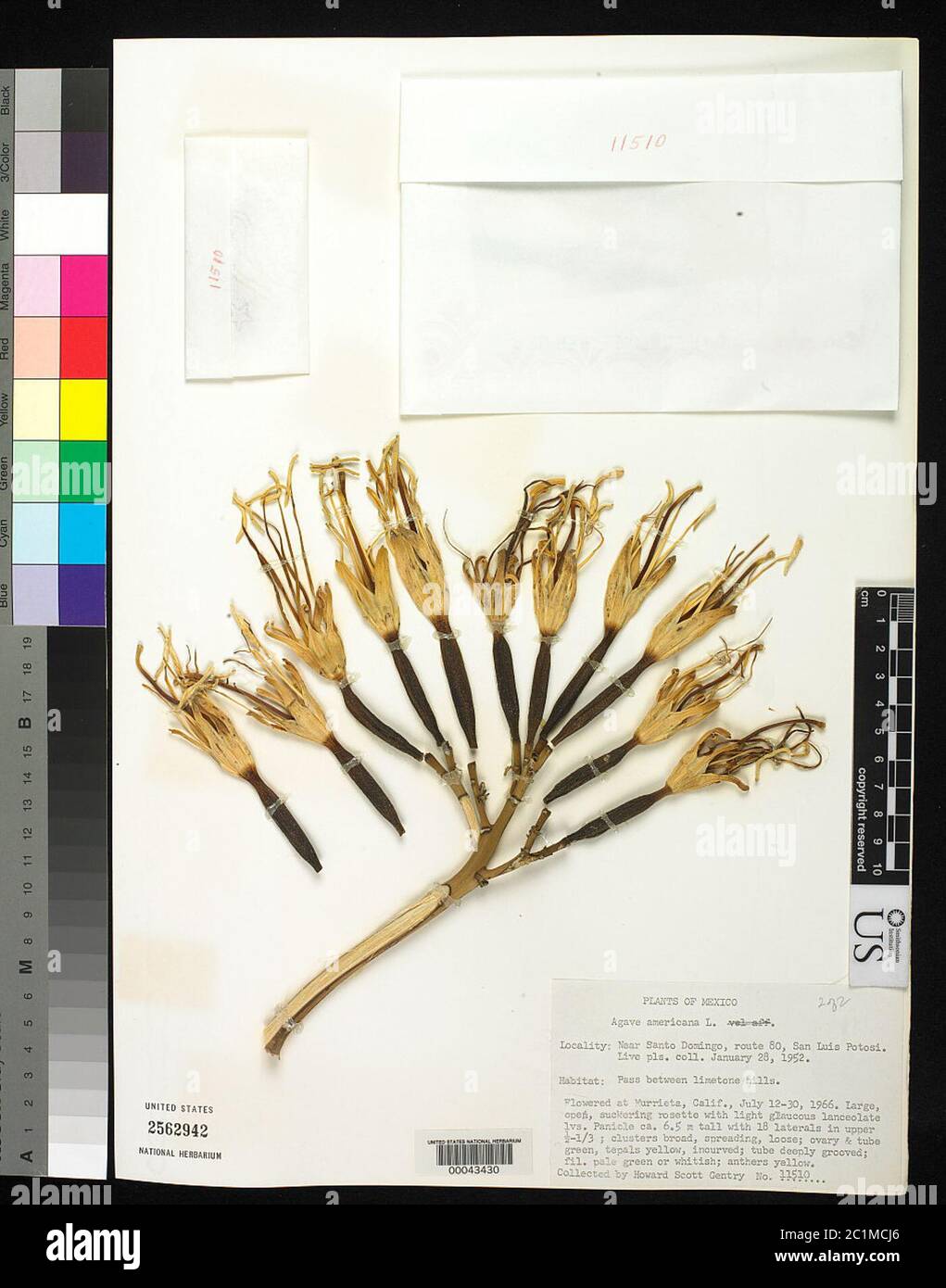 Agave americana l hi-res stock photography and images - Alamy