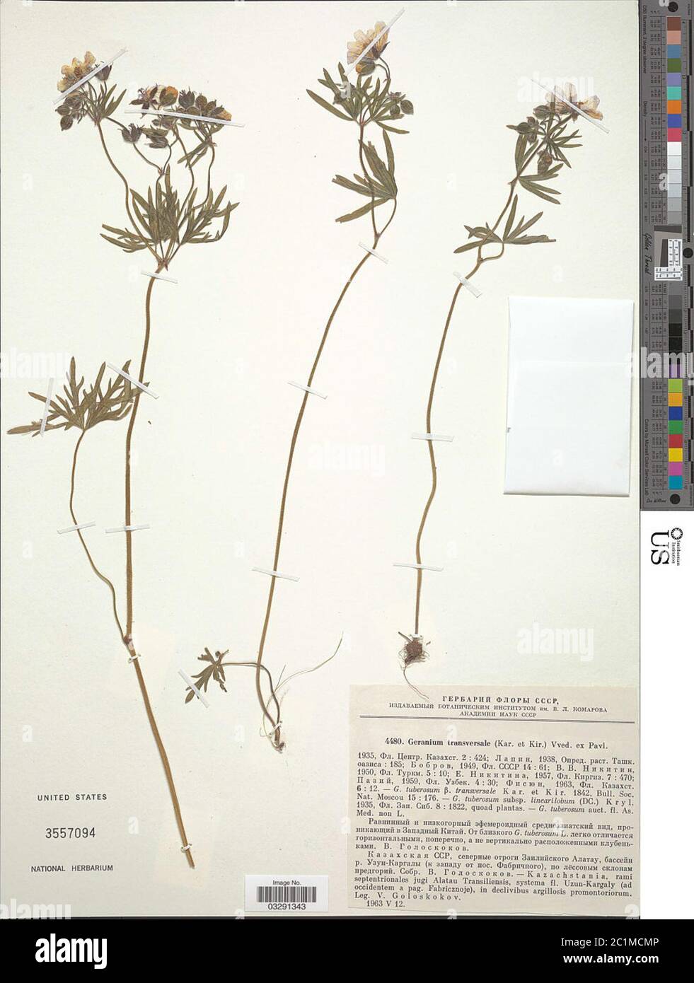 Geranium transversale Kar Kir Vved ex Pavlov Geranium transversale Kar ...