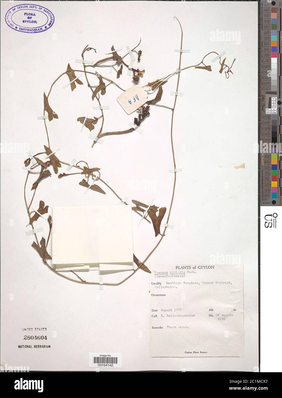 Ipomoea sepiaria Koenig ex Roxb Ipomoea sepiaria Koenig ex Roxb Stock ...