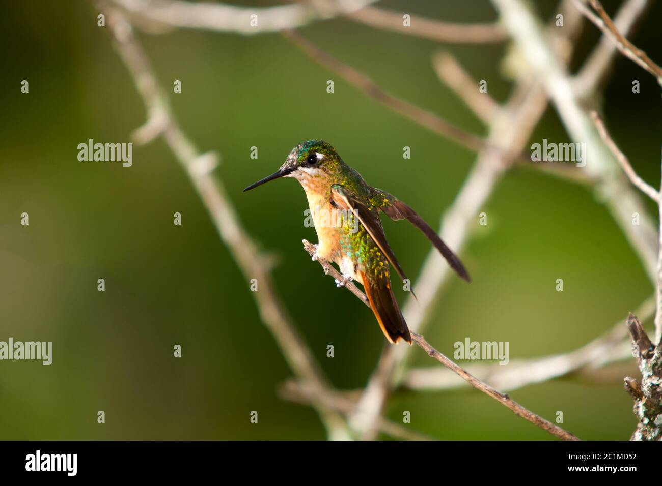 Hummingbird in a tree branch Stock Photo - Alamy