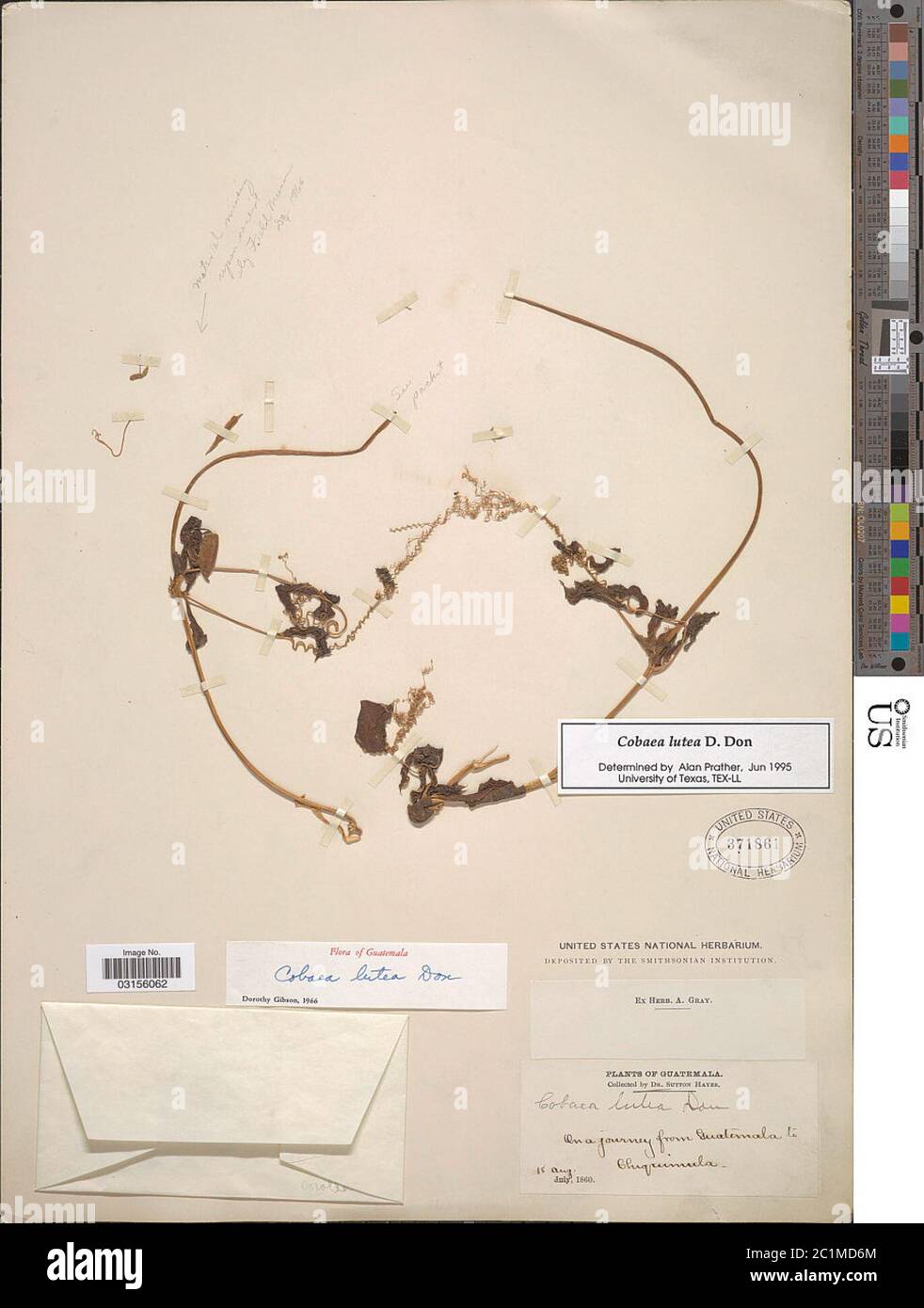 Cobaea lutea D Don Cobaea lutea D Don Stock Photo - Alamy