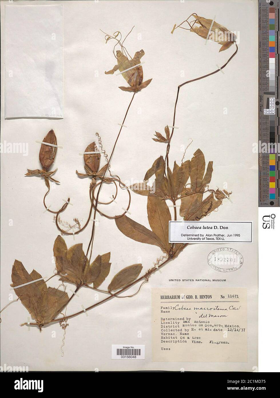 Cobaea lutea D Don Cobaea lutea D Don Stock Photo - Alamy