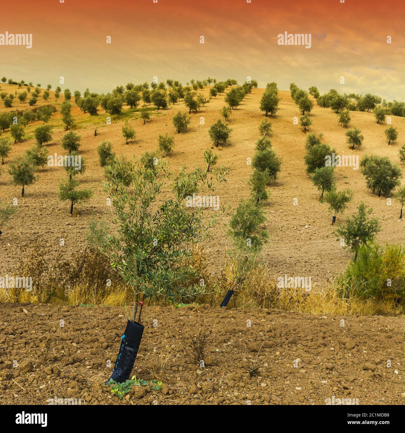 Olive grove in sunrise hi-res stock photography and images - Alamy