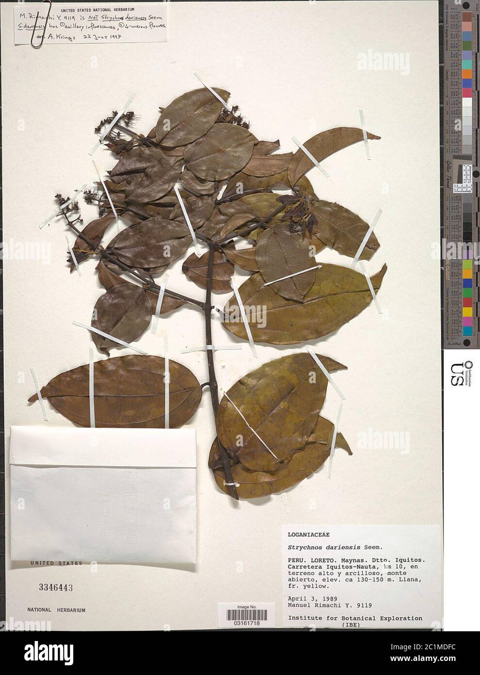 Strychnos sp hi-res stock photography and images - Alamy