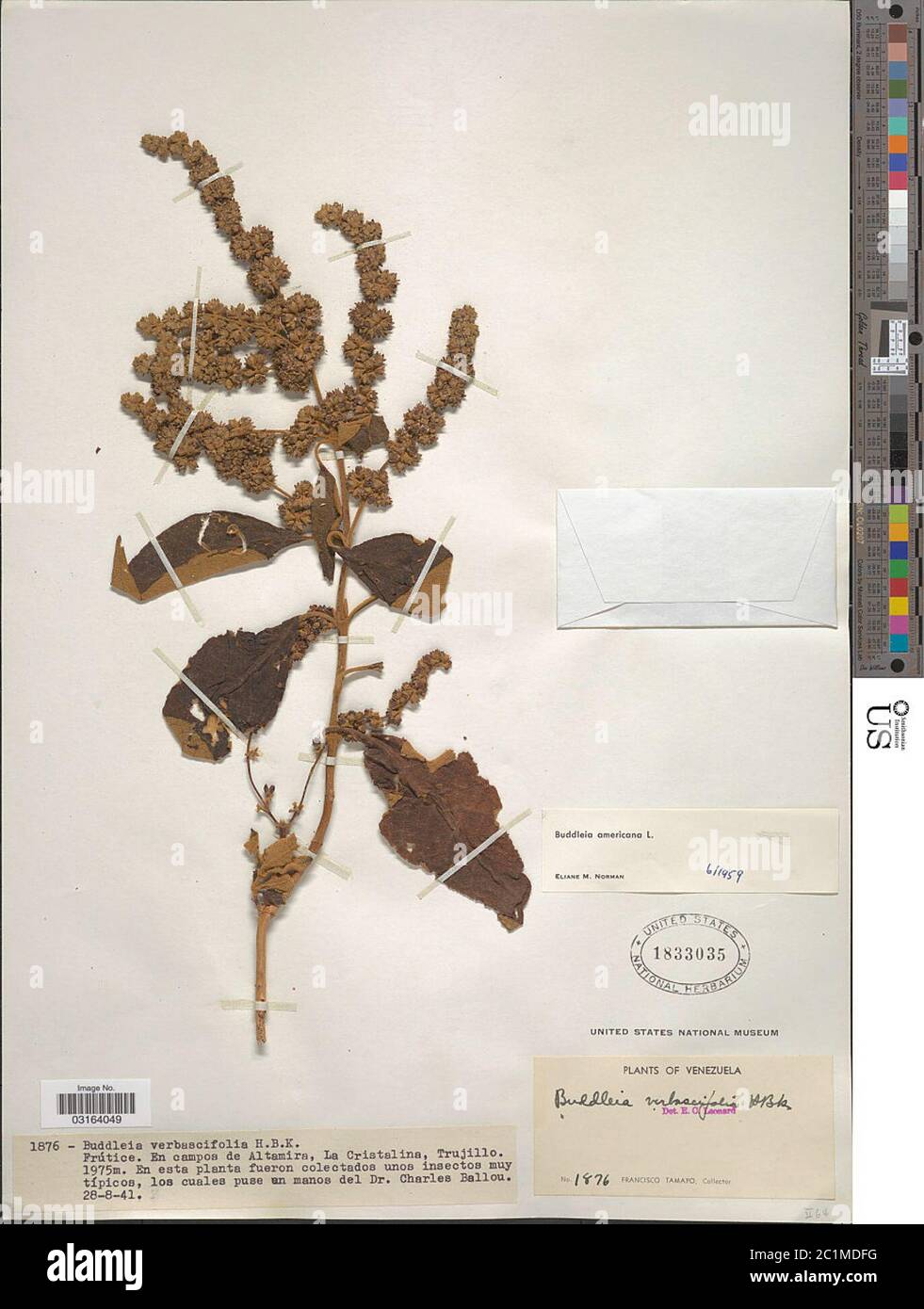 Buddleja americana L Buddleja americana L Stock Photo - Alamy